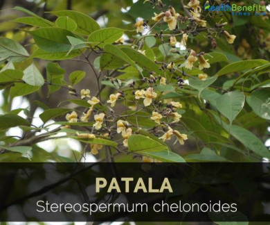 NaturHeals – Medicinal Plant – 5 Stereospermum Suaveolens – Patala ...