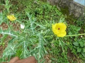 NaturHeals – Wild Weeds 10 – Satyanashi – Argemone Mexicana – Mexican ...